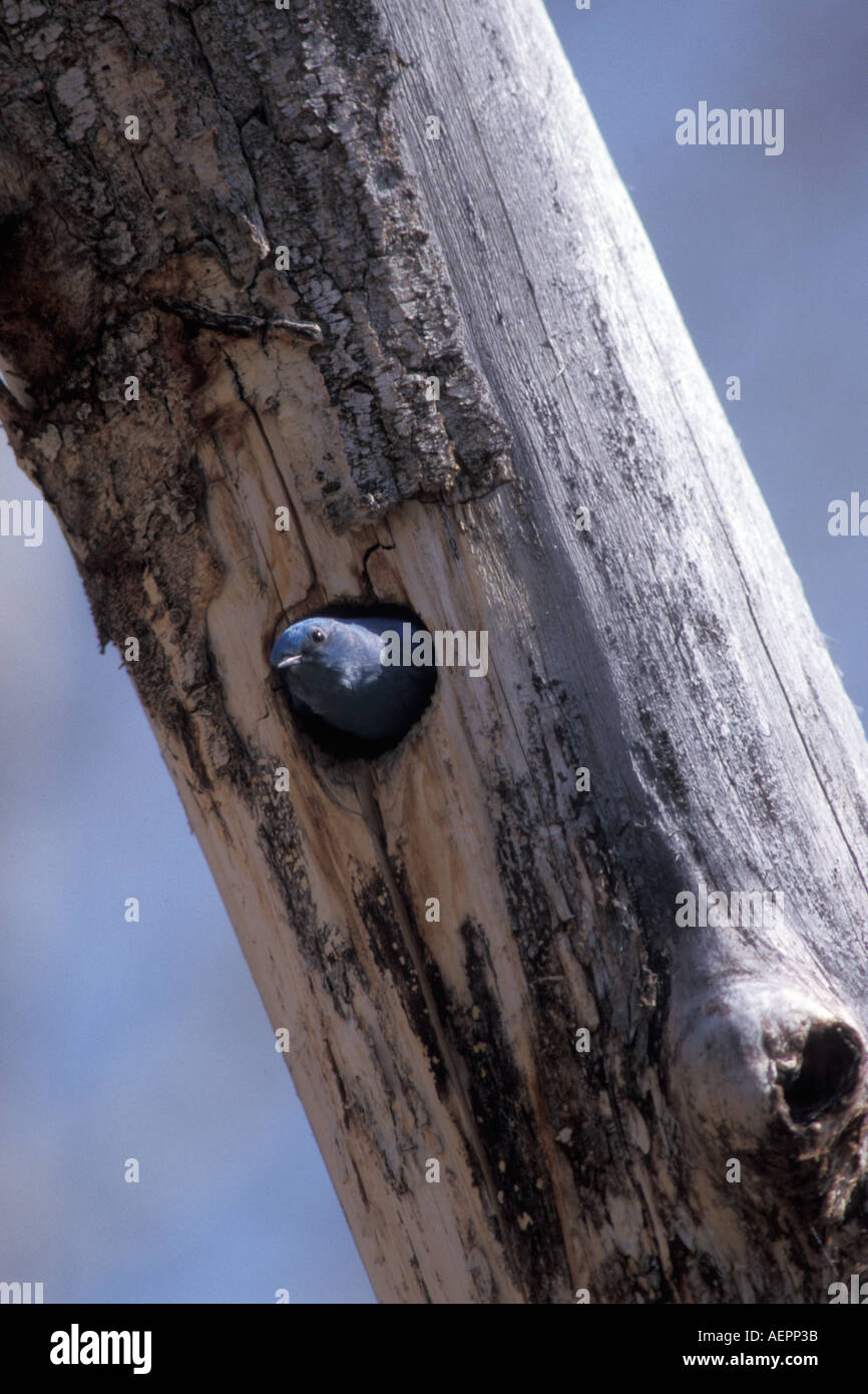 mountain bluebird Sailia currucoides male peeks out from its nest in a ...