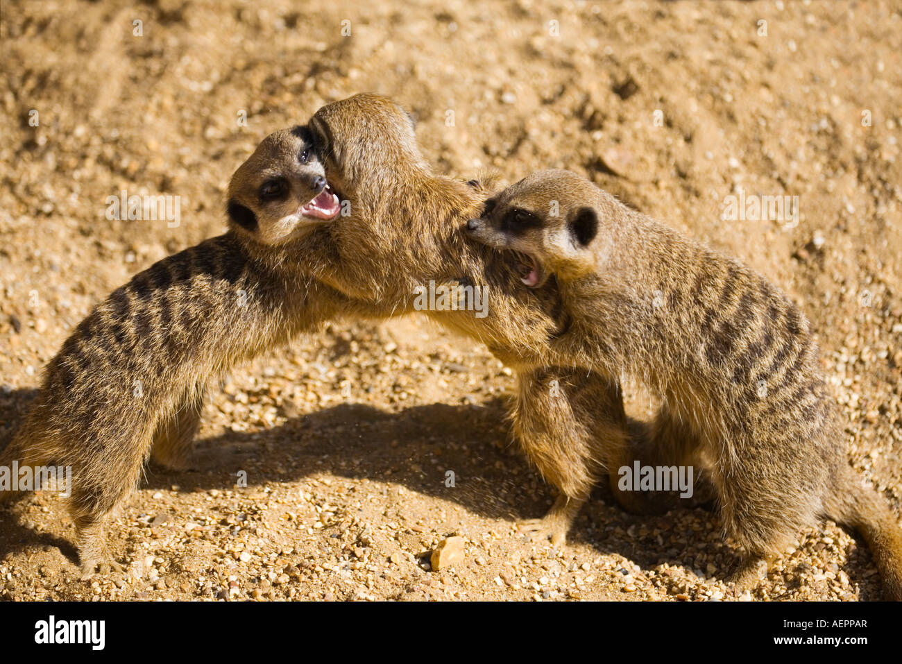 Funny meerkat hi-res stock photography and images - Alamy