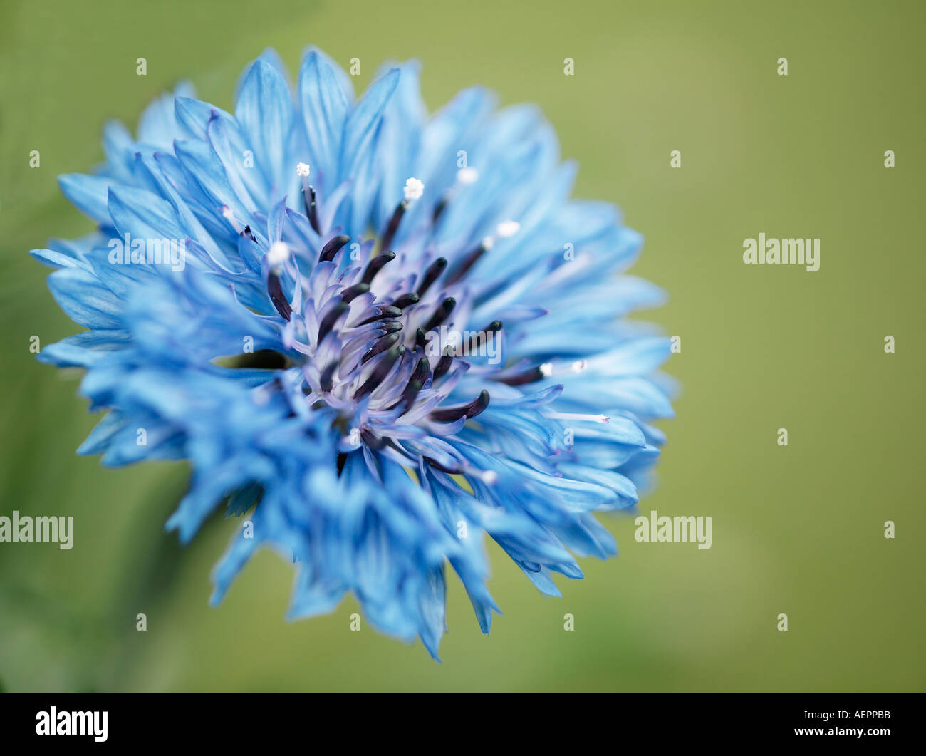 Florensis hi-res stock photography and images - Alamy