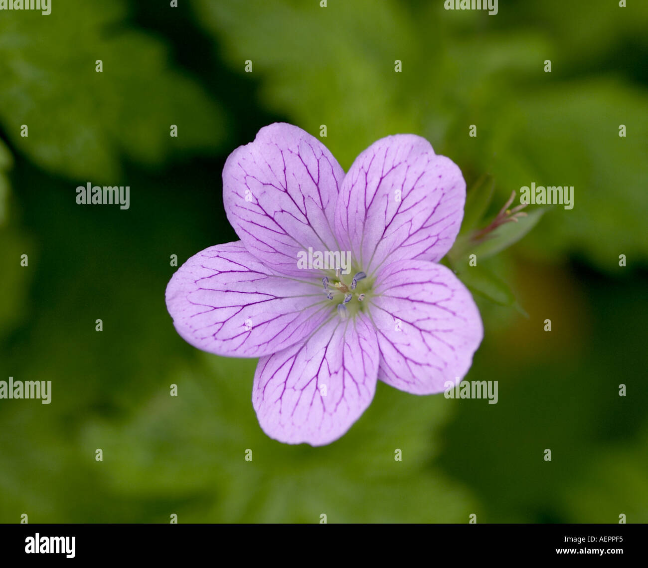 Geranium oxonianum Wargrave Pink Cranesbill Stock Photo - Alamy