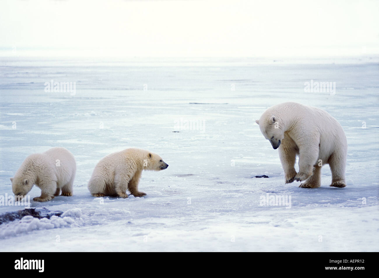 polar bear Ursus maritimus sow breaking a hole in the ice with cubs ...