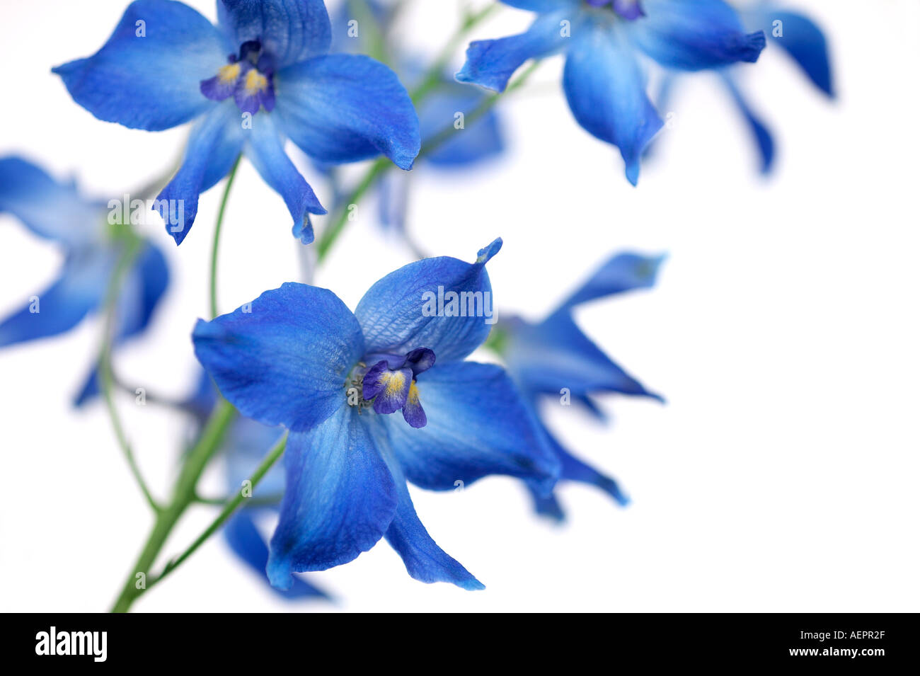 Close up delphinium flower spike hi-res stock photography and images ...