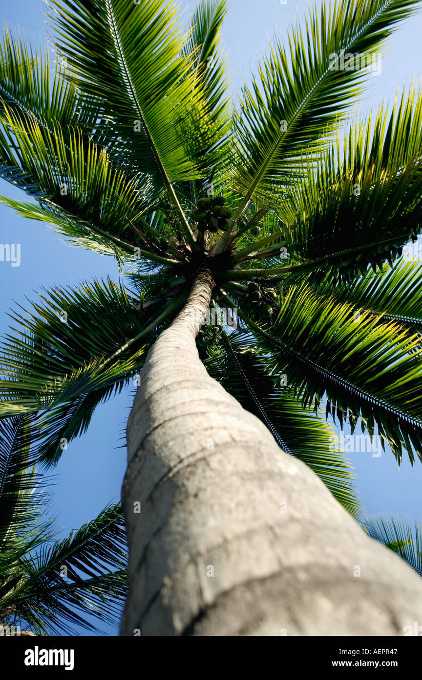 A coconut palm tree against a blue afternoon sky in Mombasa Kenya Stock ...
