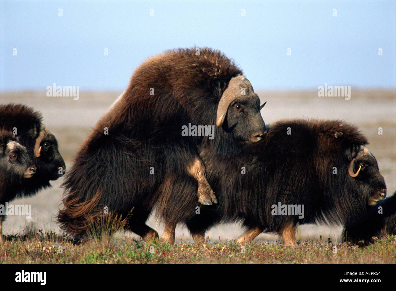 Bull muskox cow muskox hi-res stock photography and images - Alamy