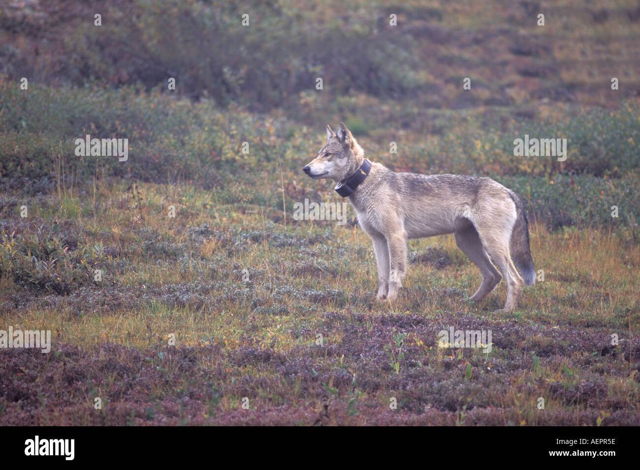 gray wolf Canis lupus female with a radio collar on the fall tundra of ...