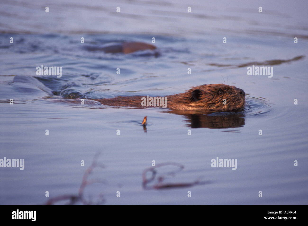 beaver Castor canadensis swimming in a kettle pond in the interior of ...
