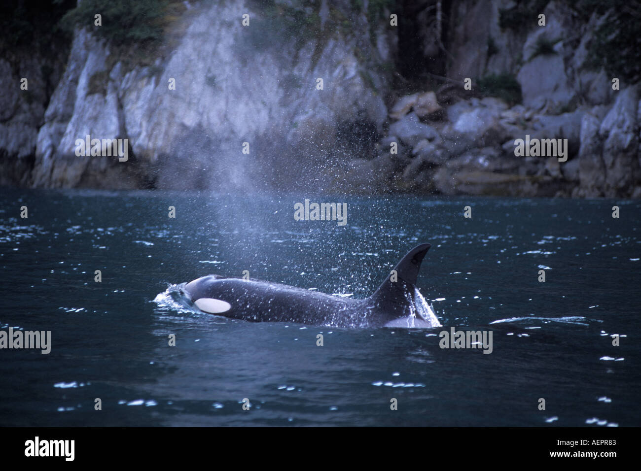 orca killer whale Orcinus orca surfacing in Kenai Fjords National Park ...