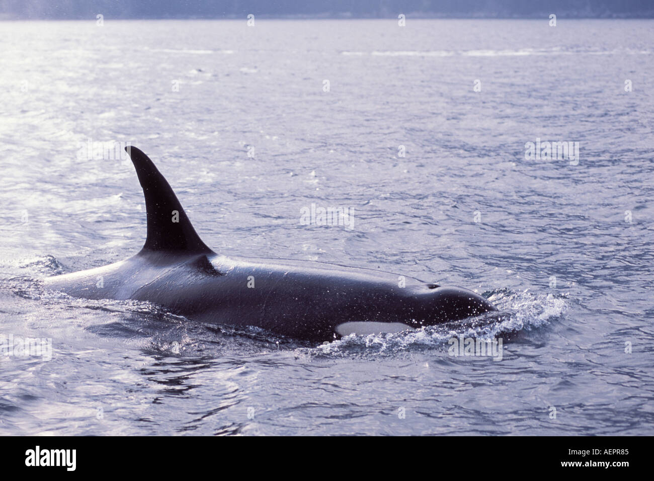 killer whale orcas Orcinus orca surfacing in Kenai Fjords National Park ...