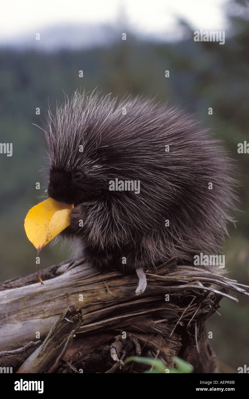 common porcupine Erethizon dorsatum eating a cottonwood tree leaf in ...