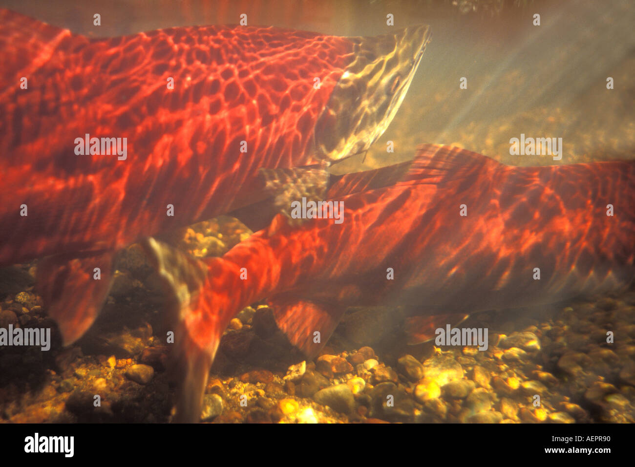 sockeye salmon red salmon Oncorhynchus nerka swimming upstream to spawn ...