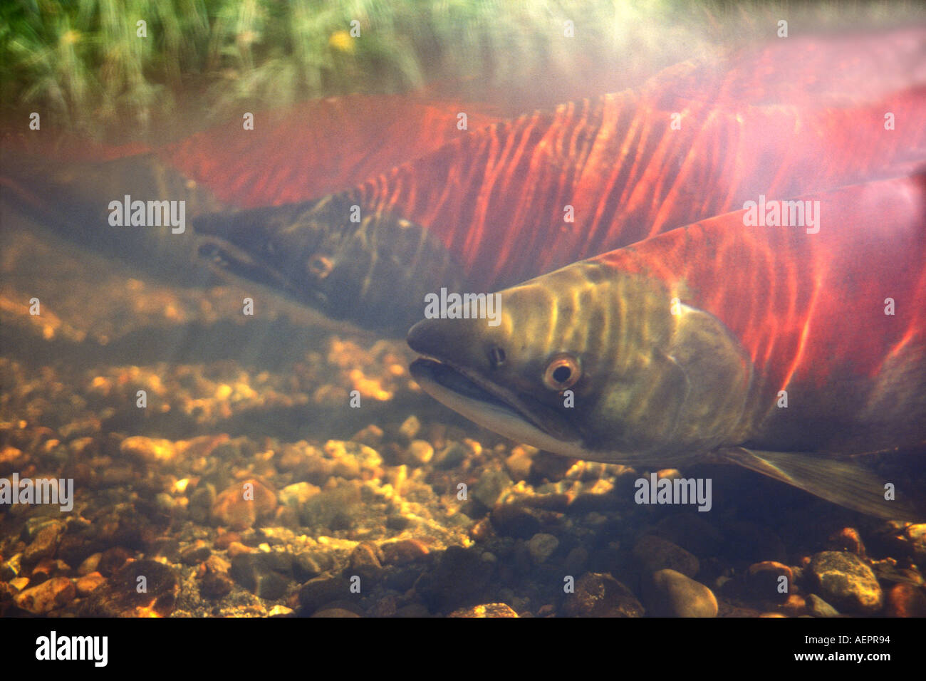sockeye salmon red salmon Oncorhynchus nerka swimming upstream to spawn ...