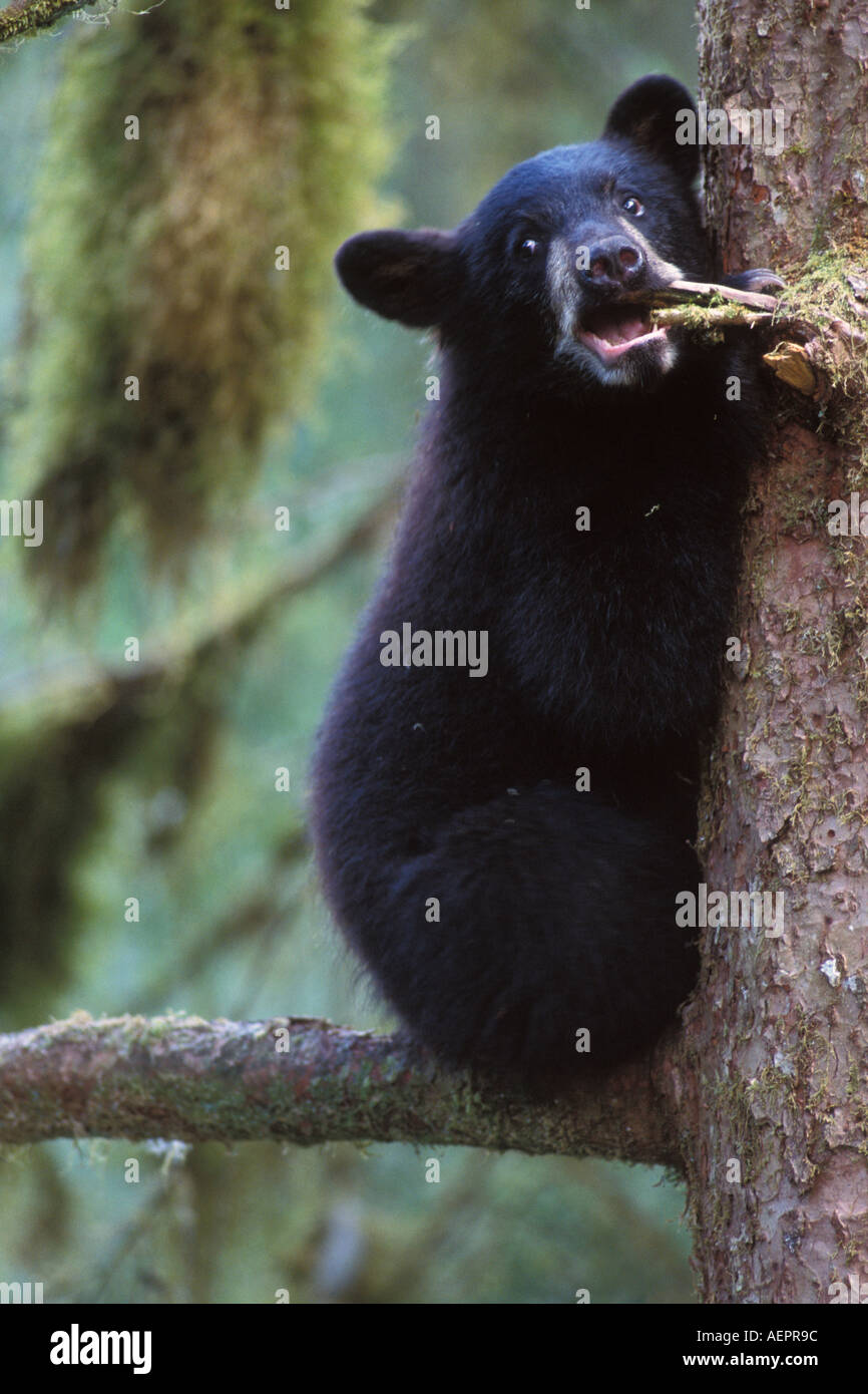 black bear Ursus americanus spring cub in a tree along Anan Creek ...
