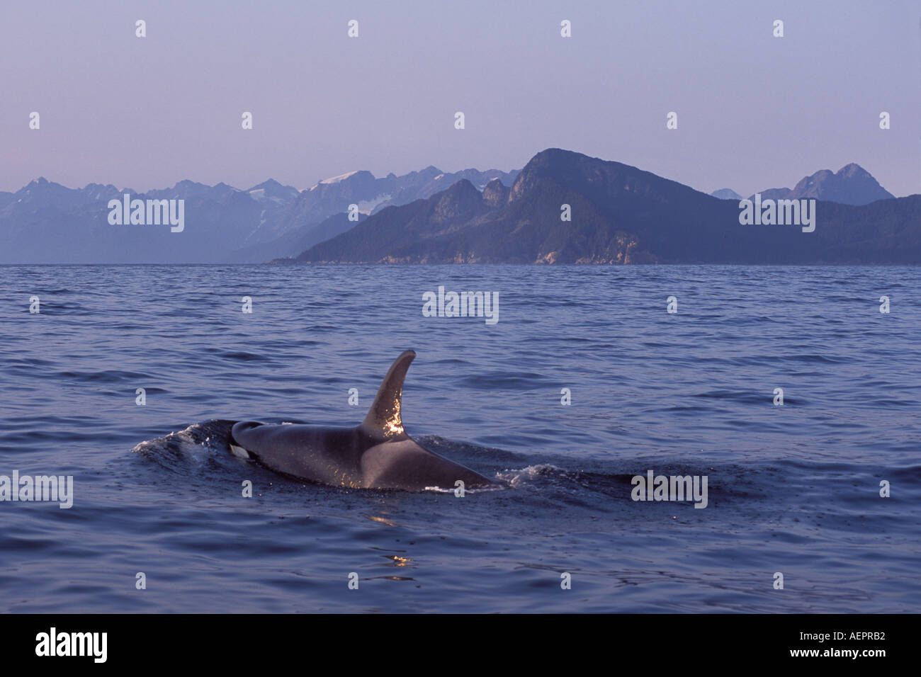 killer whale Orcinus orca in Kenai Fjords National Park and Chiswell ...
