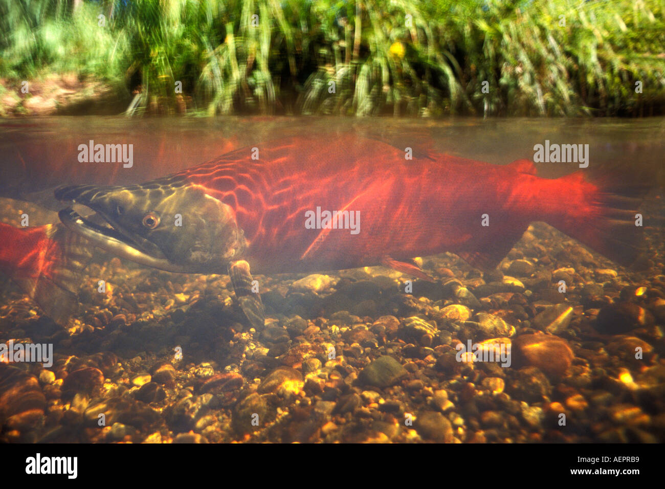 sockeye salmon red salmon Oncorhynchus nerka swimming upstream to spawn ...