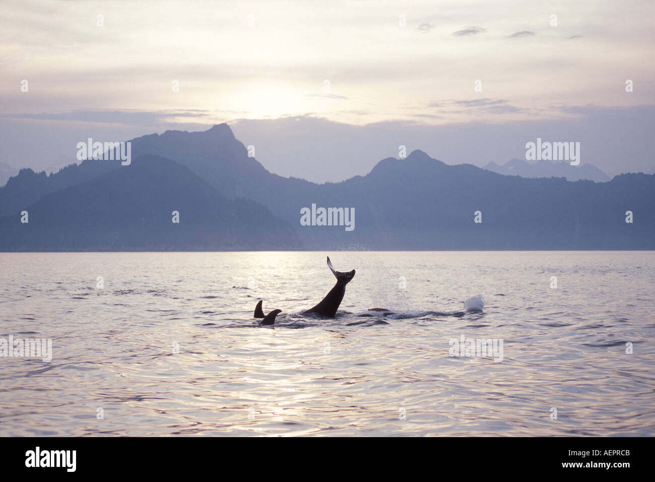 orca, killer whale, Orcinus orca, pod in Kenai Fjords National Park ...
