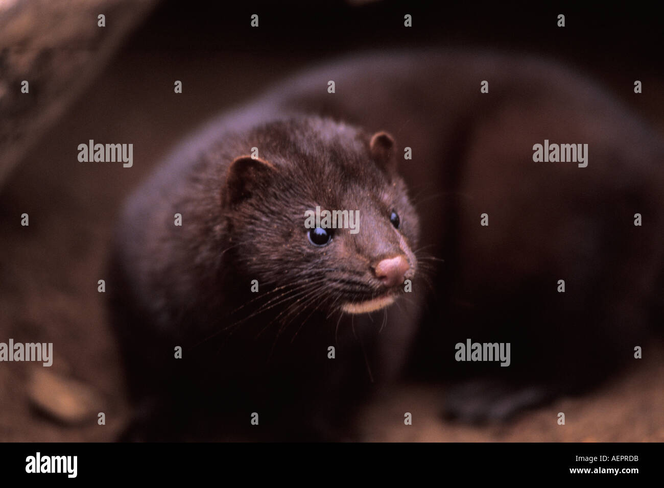 Aquatic mammal kill hi-res stock photography and images - Alamy