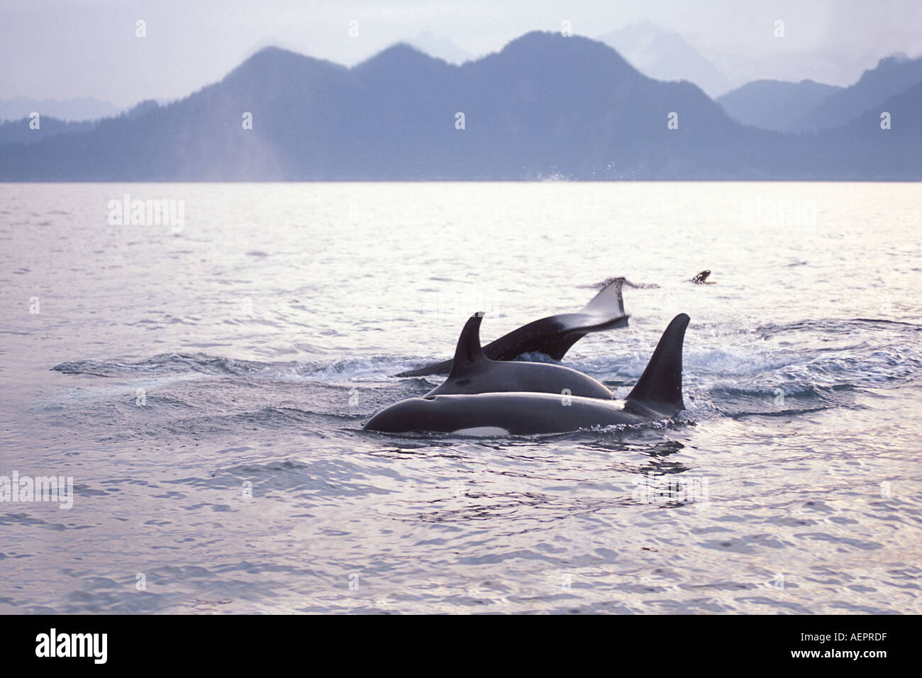 orca killer whale Orcinus orca pod in Kenai Fjords National Park ...