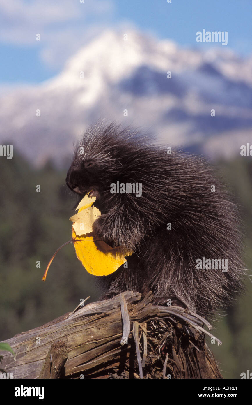 common porcupine Erethizon dorsatum eating a cottonwood tree leaf ...