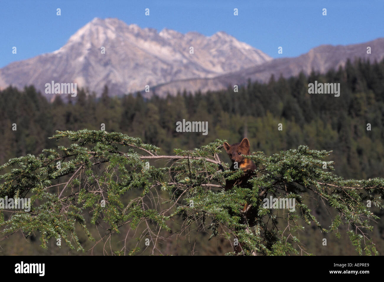 pine marten Martes americana up a tree at the foothills of the ...