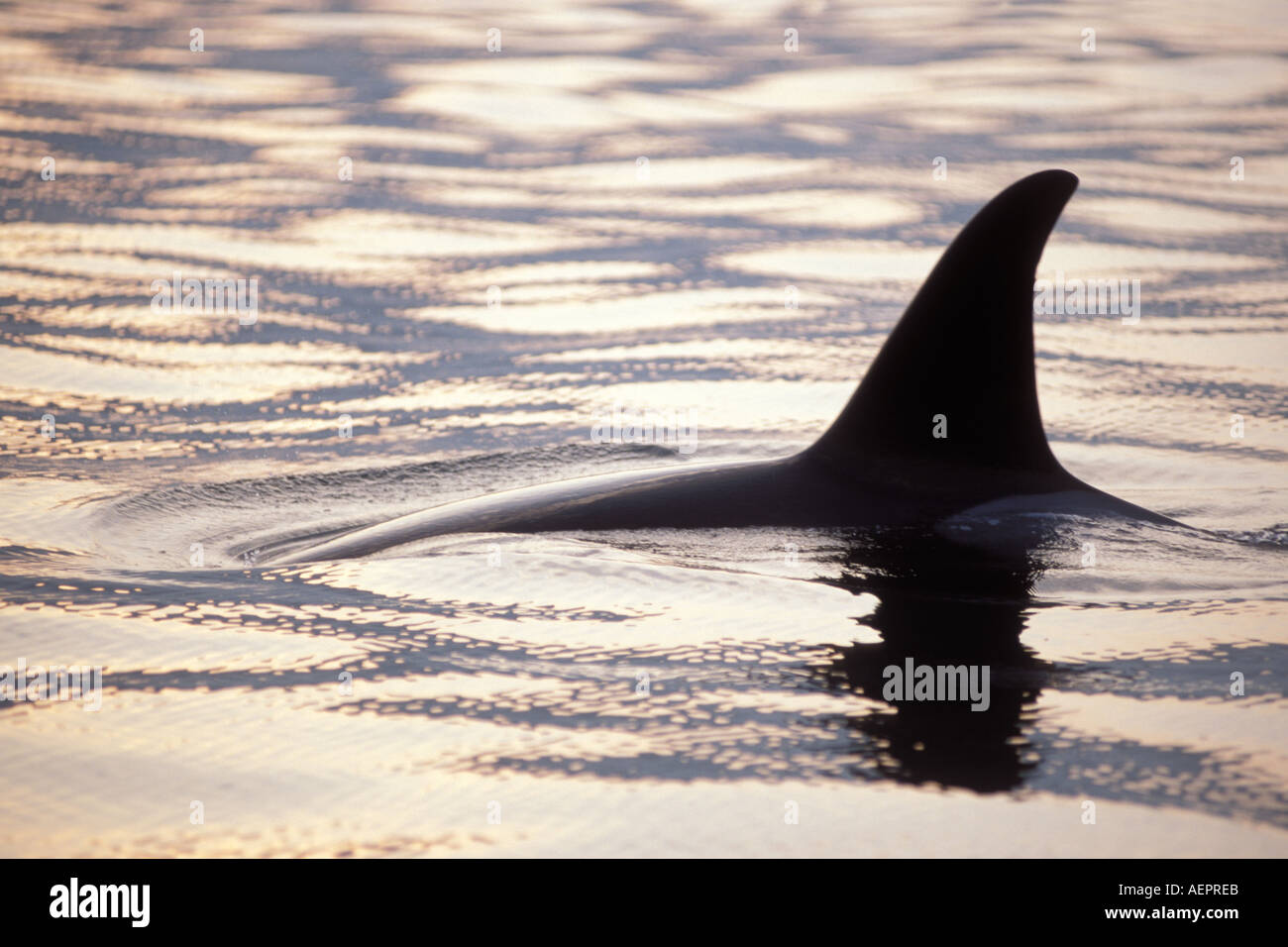killer whale Orcinus orca in Kenai Fjords National Park and Chiswell ...