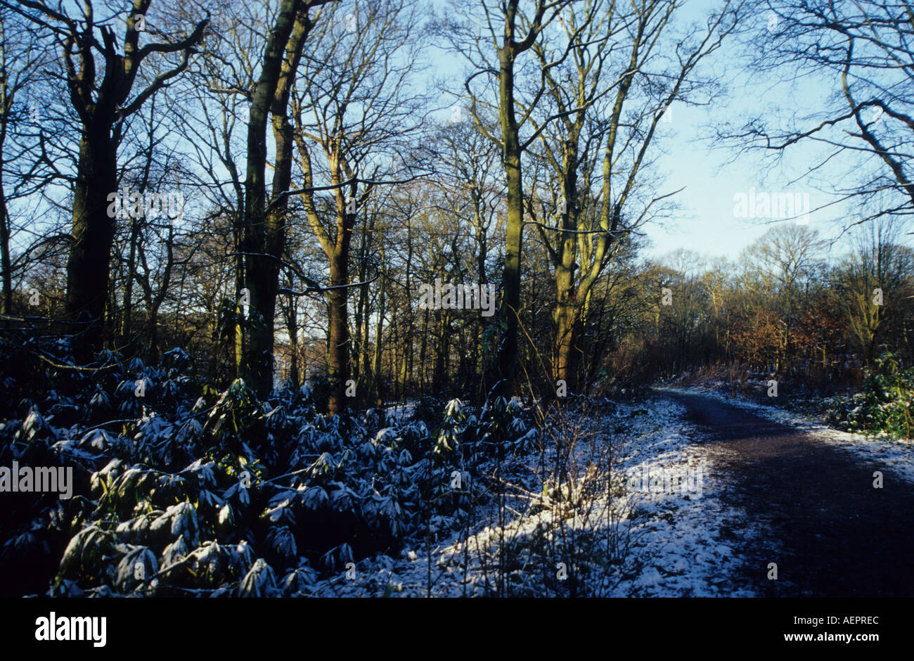Winter woodland landscape Stock Photo - Alamy