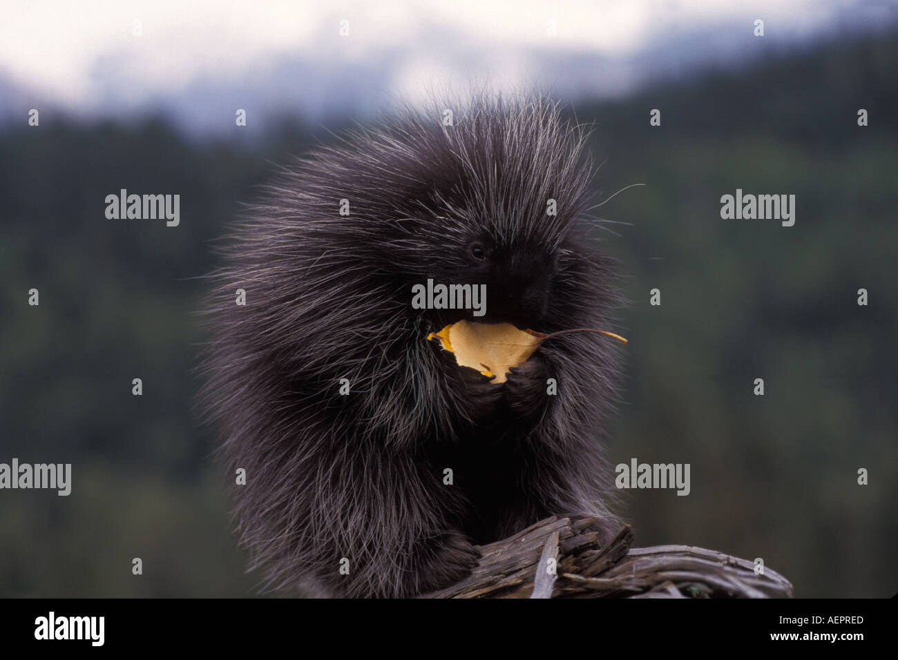 common porcupine Erethizon dorsatum eating a cottonwood tree leaf ...