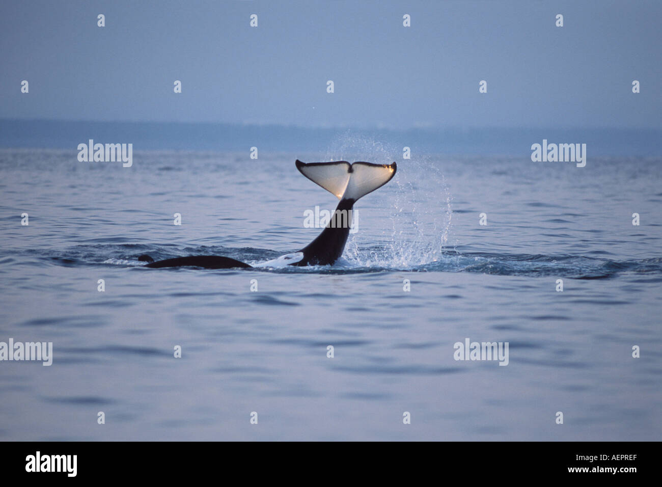 killer whale Orcinus orca slaps its tail Kenai Fjords National Park ...