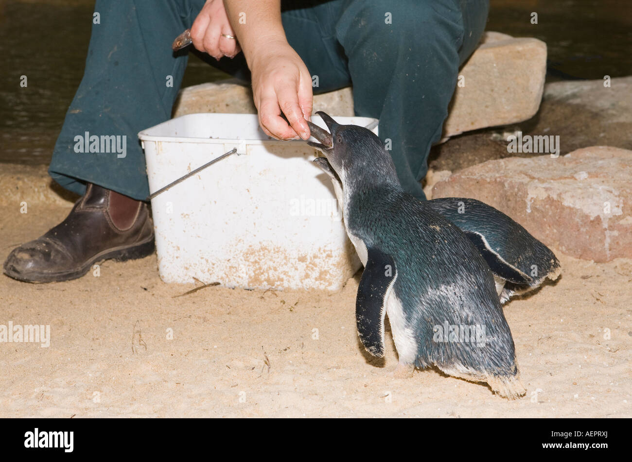 Penguin Eating Fish High Resolution Stock Photography and Images - Alamy