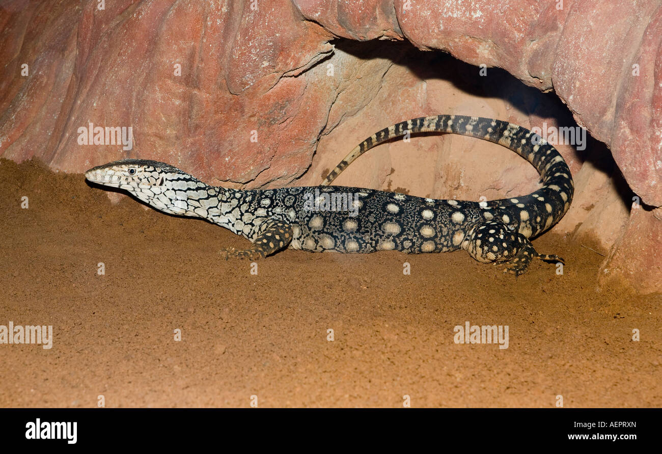 Perentie lizard hi-res stock photography and images - Alamy