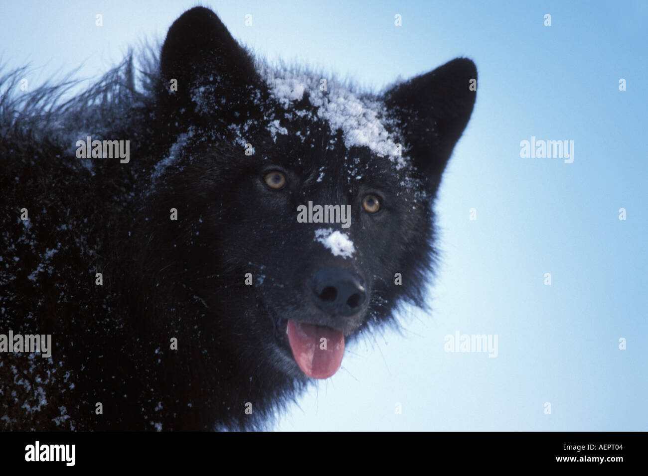 gray wolf Canis lupus female with a black coat in the foothills of the ...
