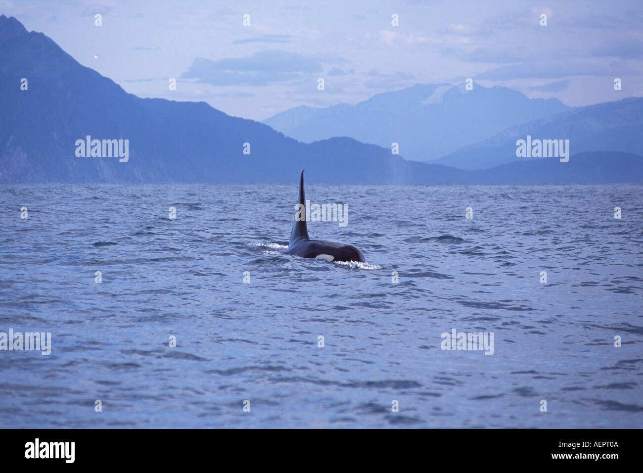 killer whale Orcinus orca in Kenai Fjords National Park and Chiswell ...