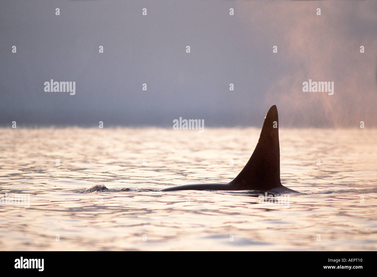 killer whale Orcinus orca in Kenai Fjords National Park and Chiswell ...