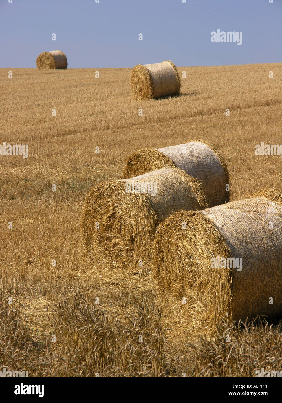 Round Straw Bales in a field in Dorset Stock Photo - Alamy