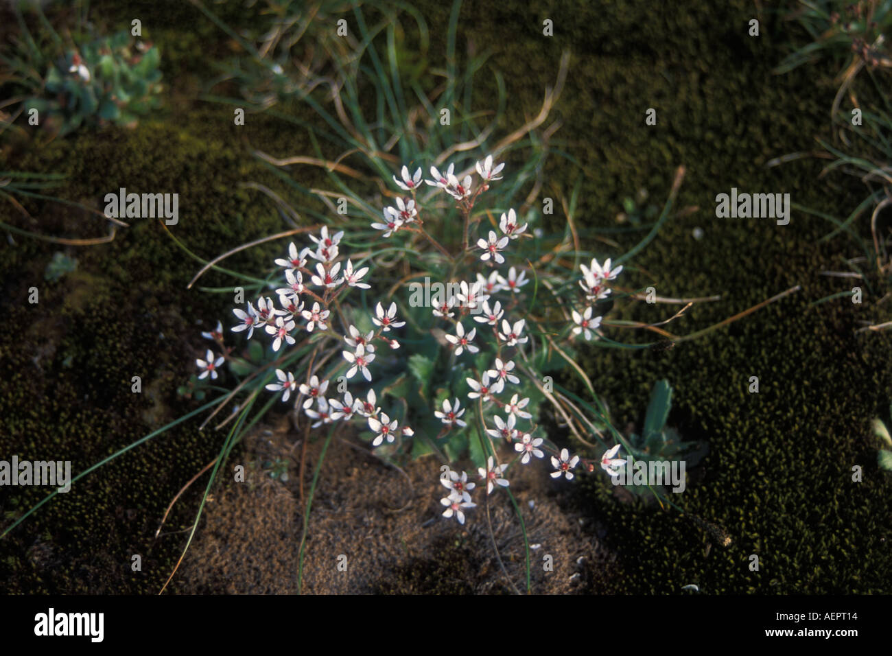 alpine wildflowers at Exit Glacier Kenai Fjords National Park ...