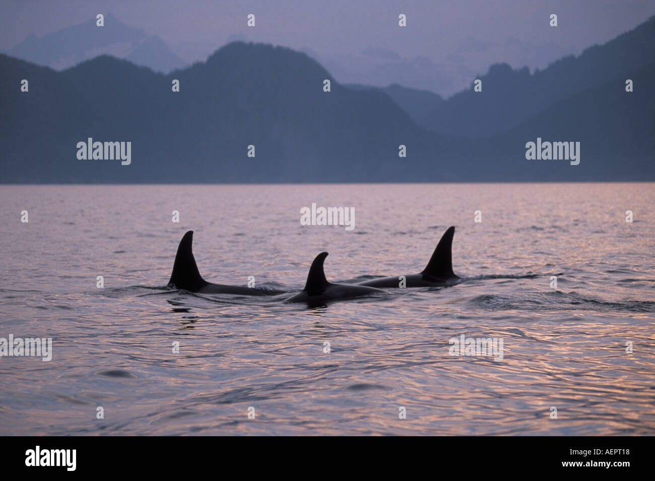 killer whale Orcinus orca pod in Kenai Fjords National Park and ...