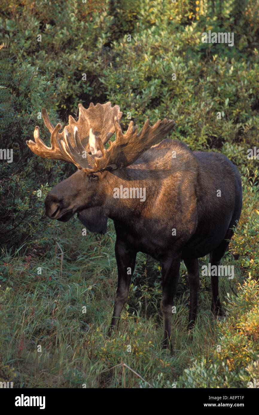 Bull moose foraging on hi-res stock photography and images - Alamy