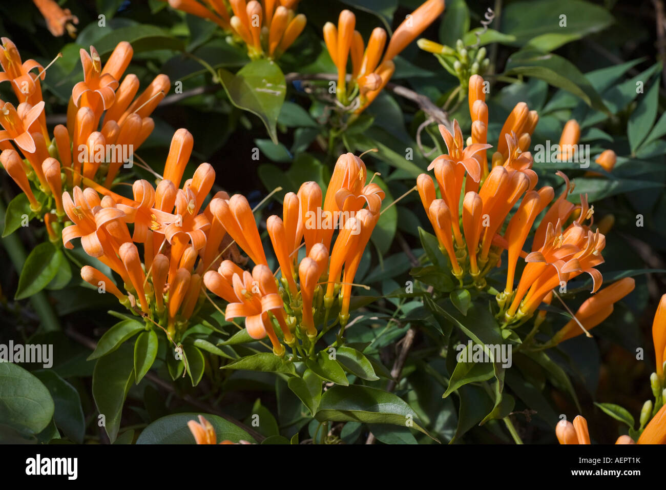 Flowering Orange Trumpet Vine detail Stock Photo - Alamy