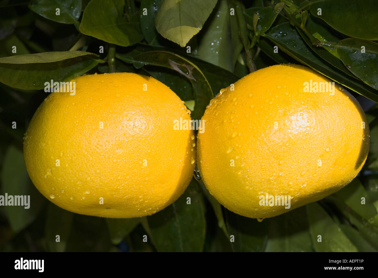 Two grapefruits on tree branch, ready to pick Stock Photo - Alamy