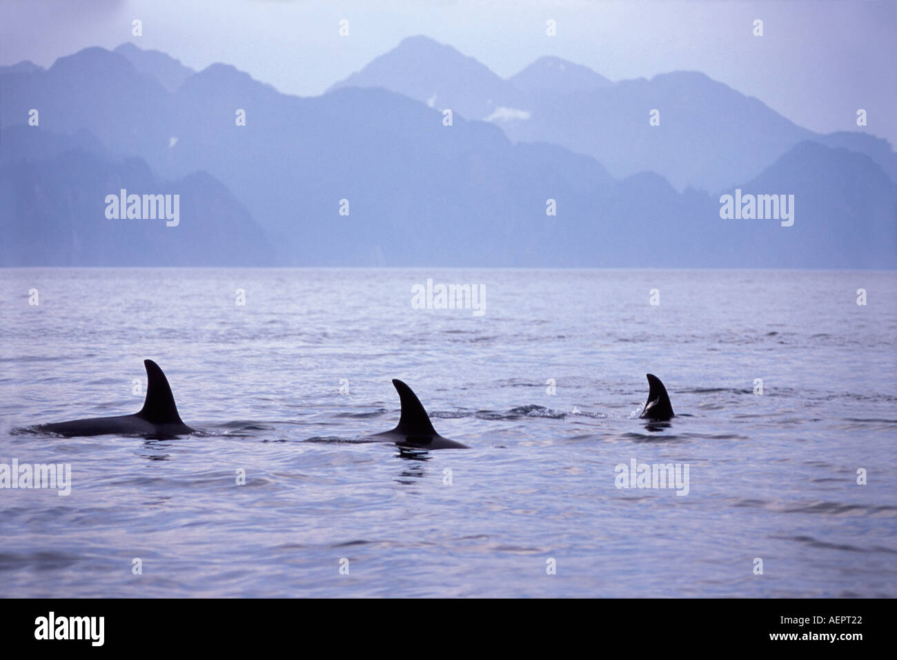 killer whale Orcinus orca pod in Kenai Fjords National Park and ...