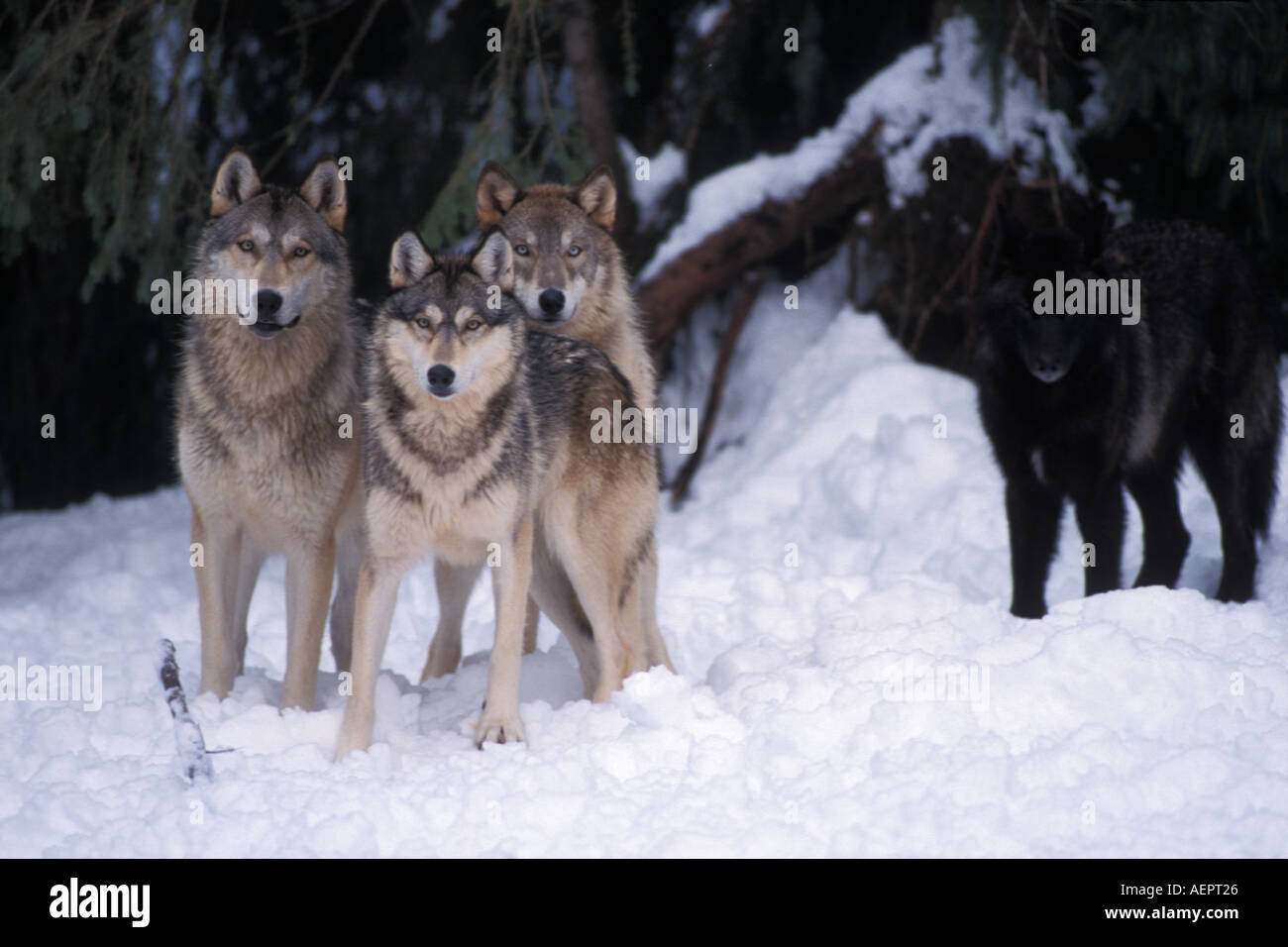 gray wolf Canis lupus pack in the foothills of the Takshanuk mountains ...