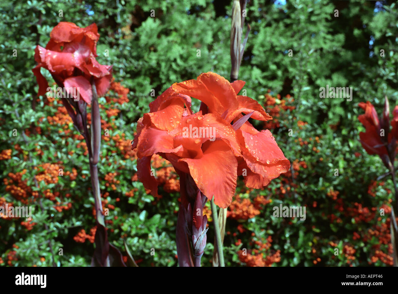 Red canna blooms hi-res stock photography and images - Alamy
