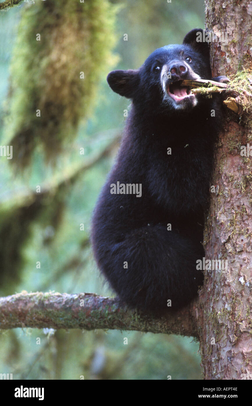Black bear cubs climbing trees hi-res stock photography and images - Alamy