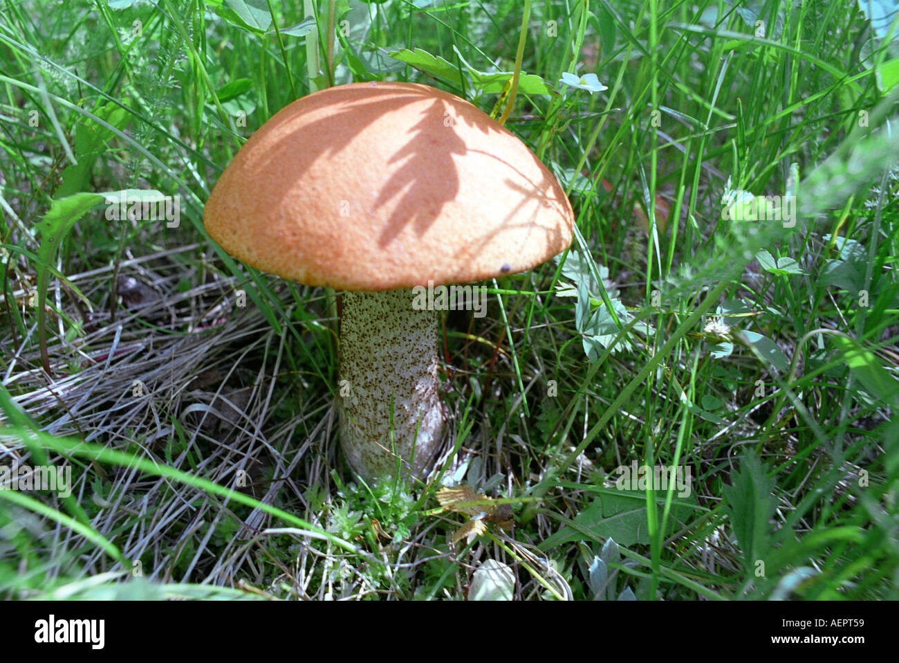 Pore columbia hi-res stock photography and images - Alamy