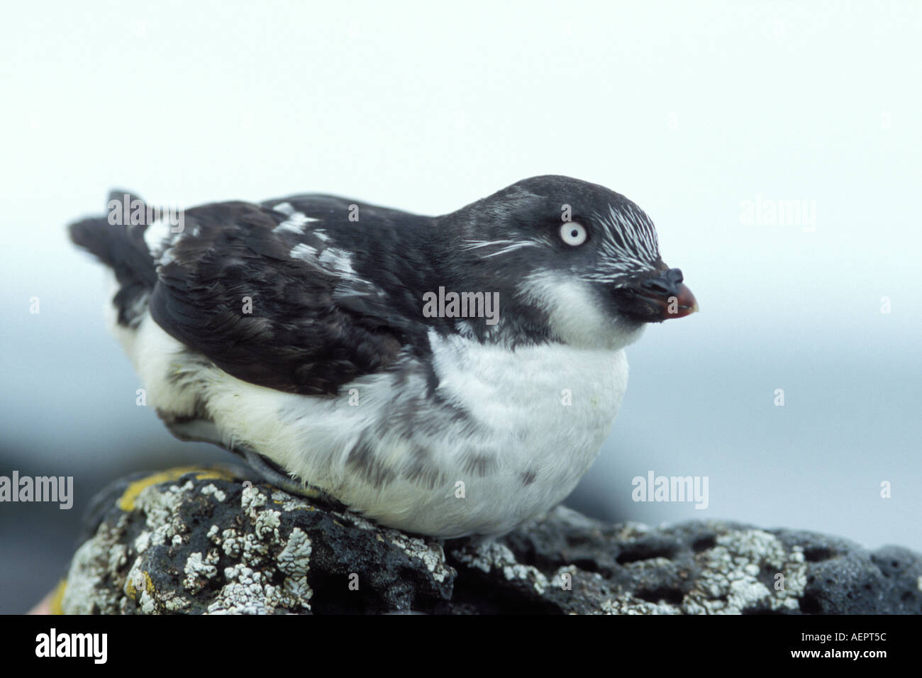 least auklet Aethia pusilla on Saint Paul Island in the Bering Sea ...