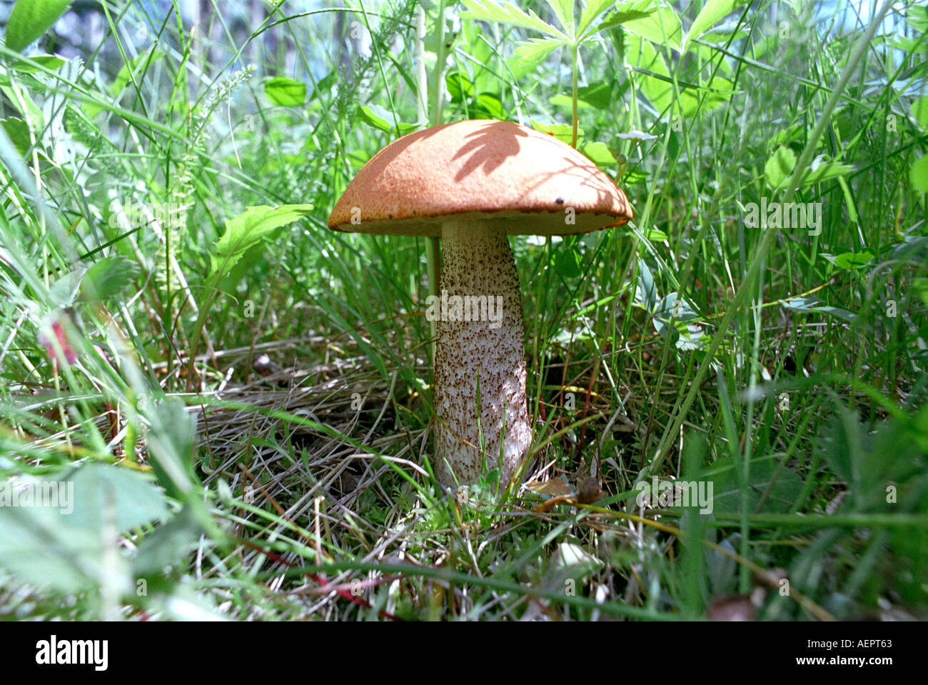 Bc mushrooms hi-res stock photography and images - Alamy