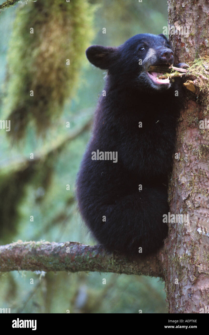black bear Ursus americanus spring cub in a tree along Anan Creek ...