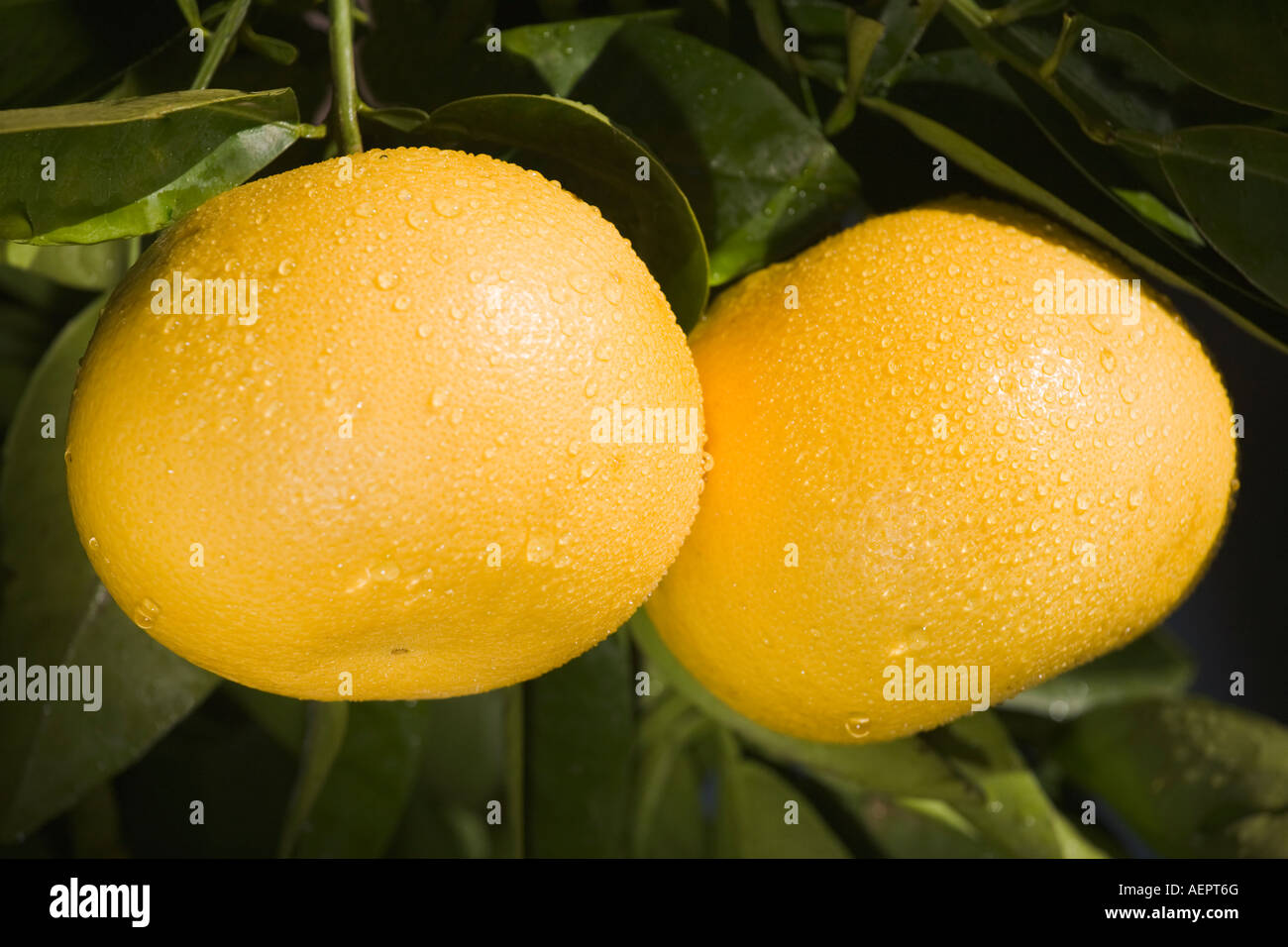 Pick up fruits hi-res stock photography and images - Alamy