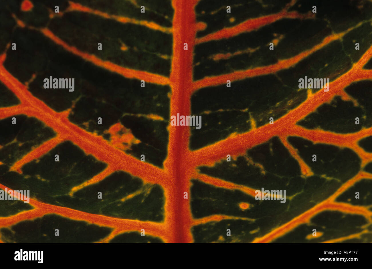 Striking pattern of veins hi-res stock photography and images - Alamy
