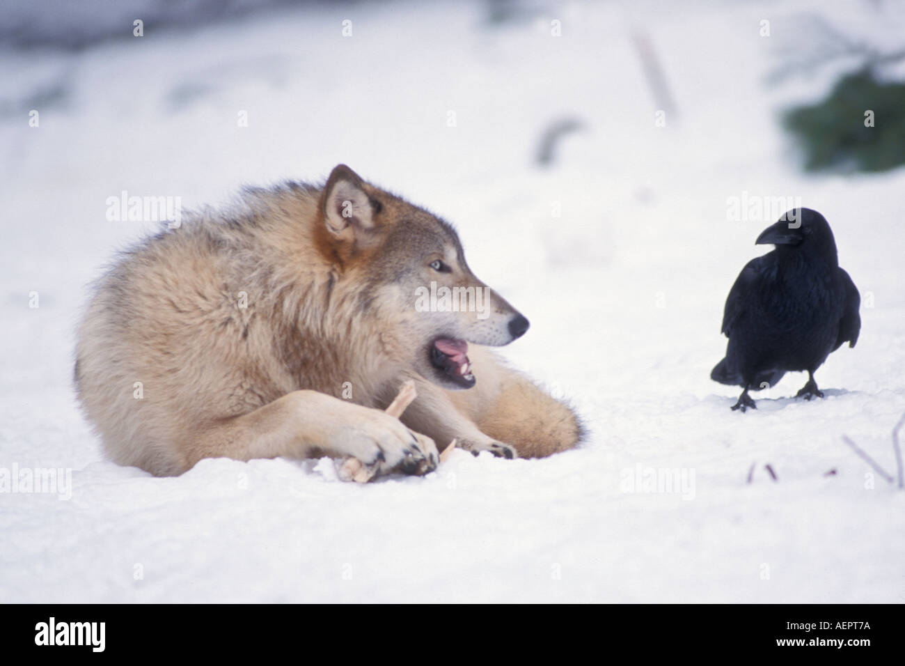 Grey wolf common raven in hi-res stock photography and images - Alamy