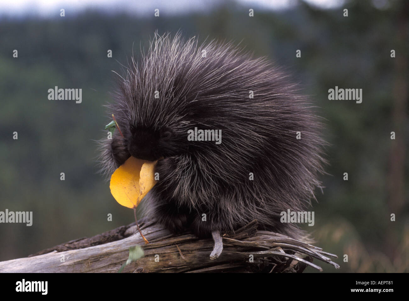 common porcupine Erethizon dorsatum eating a cottonwood tree leaf ...